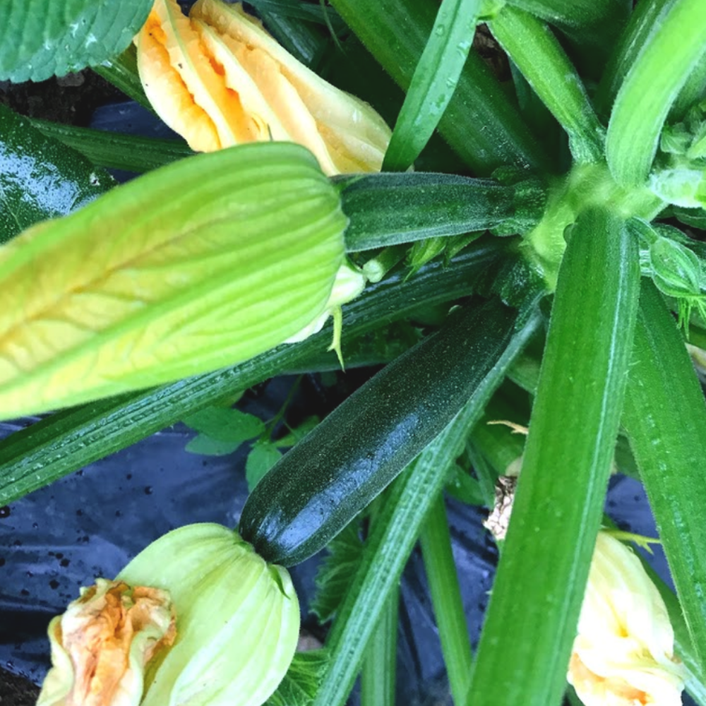 Plant De Courgette Prix