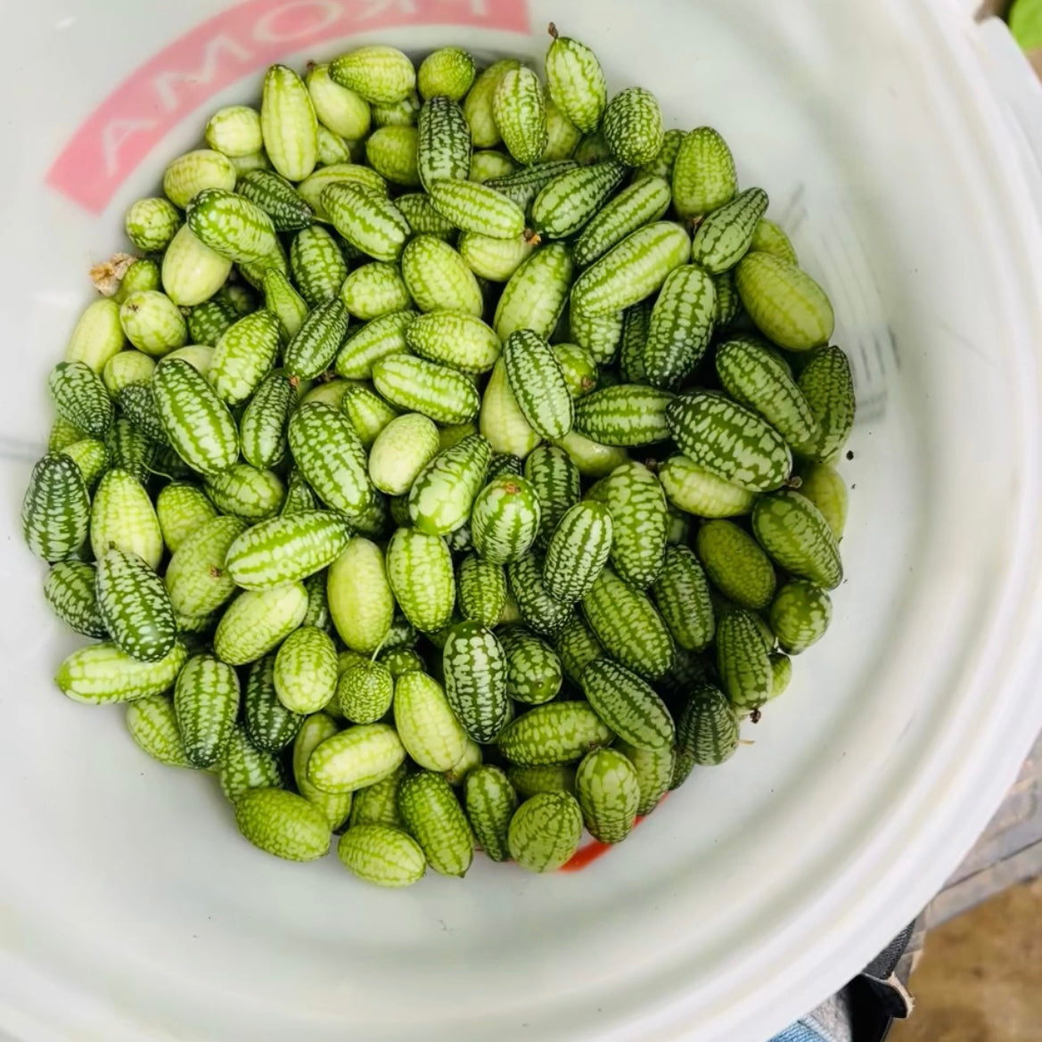 Plant de cucamelon – Les Jardins d'la Terre du rang
