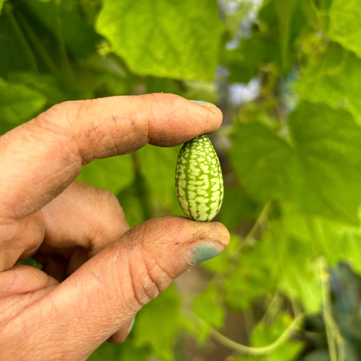 Plant de cucamelon – Les Jardins d'la Terre du rang