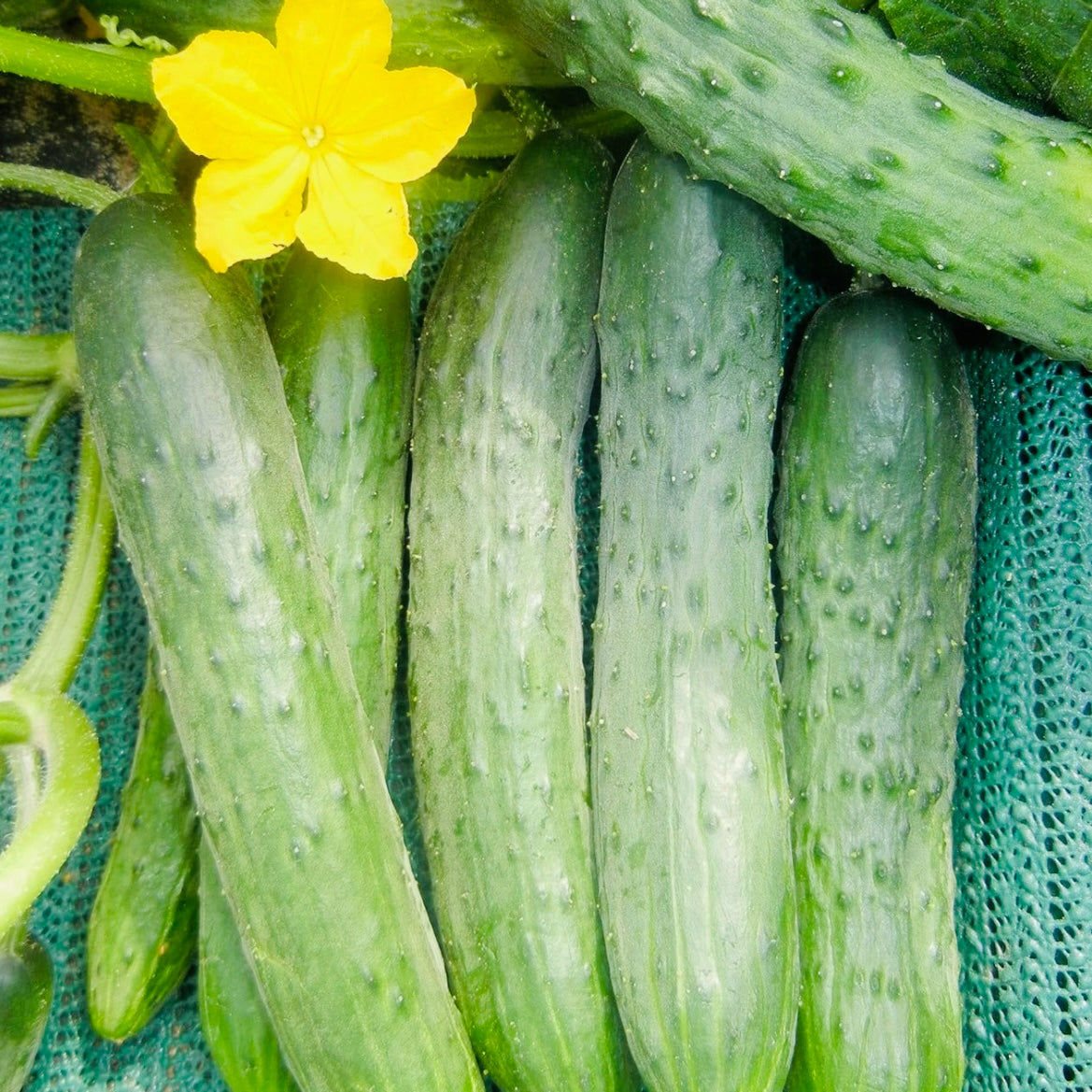 Plant de concombre anglais – Les Jardins d'la Terre du rang