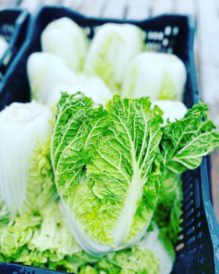 Plants de chou chinois Nappa – Les Jardins d'la Terre du rang